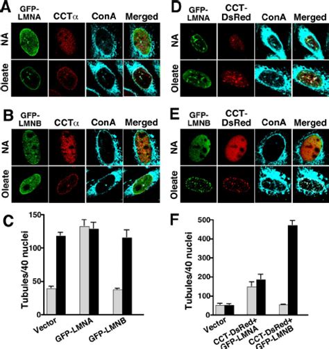 Formation Of A Lamin Enriched Nucleoplasmic Reticulum Requires Cct