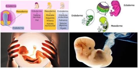 Ectodermo Mesodermo Y Endodermo Función Conjunta Comparaciones Y
