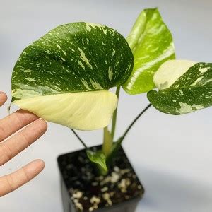 Monstera Deliciosa Thai Constellation Variegated