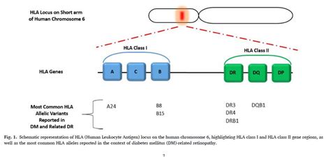 schematic representation of hla human leukocyte antigen locus on the