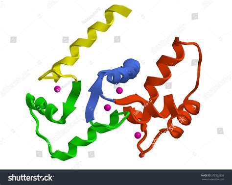 Molecular Structure Calmodulin Cam Calciummodulated Protein Stock