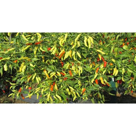 Jual Cabe Rawit Ijo 1000g Shopee Indonesia