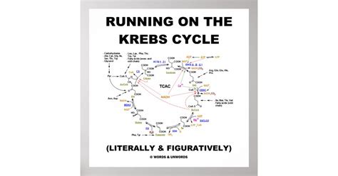 Running On The Krebs Cycle Science Humor Poster Zazzle