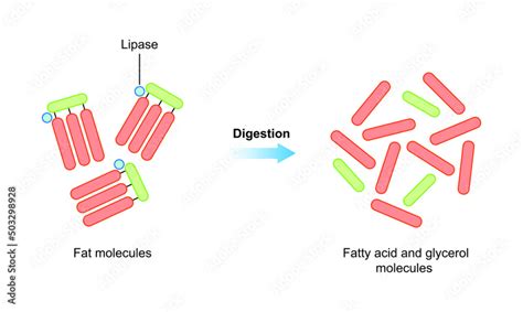 Fat Molecule