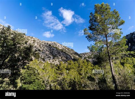 Mediterranean Undergrowth Vegetation In Coma Dels Cairats Son Moragues Public Estate