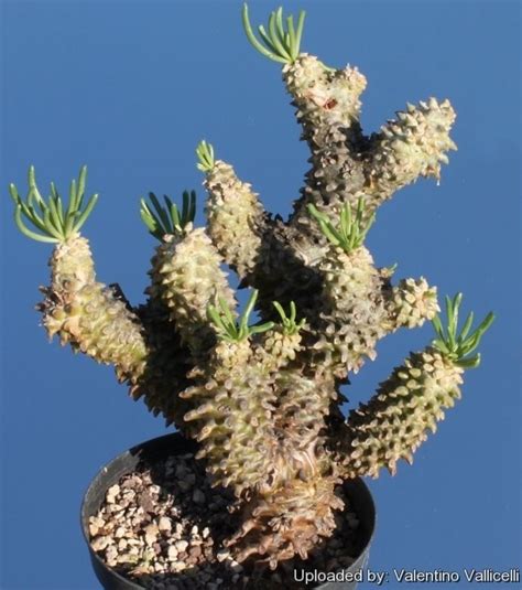 Tylecodon Alchetron The Free Social Encyclopedia