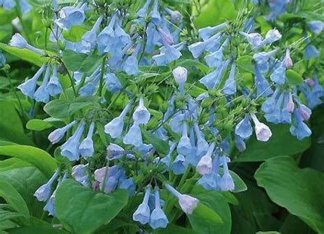 Emma 44 May 1931 By Linda Hoopes