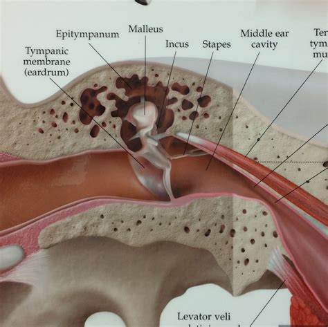 Physician Surgeon Dr Erik Sloman Moll Md Pa Laredo Tx