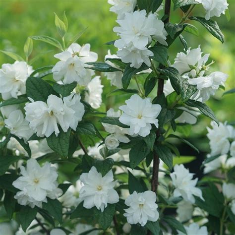 Illuminati Spice® Mock Orange Proven Winners Colorchoice Flowering Shrubs