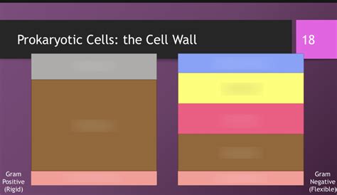 Prokaryotic Cell Wall Structure Diagram Quizlet