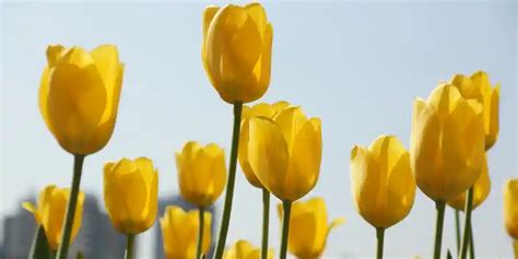 Definition And Meaning Of Flora Examples Synonyms And Antonyms