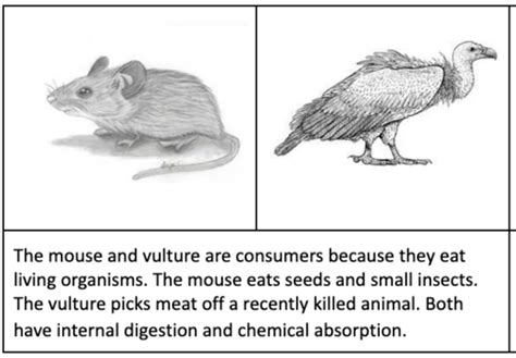 Bio Unit 11 Topic 4 Ecology Flashcards Quizlet