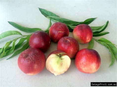 Buy White Satin Nectarine Fruit Trees In Australia Prunus Persica