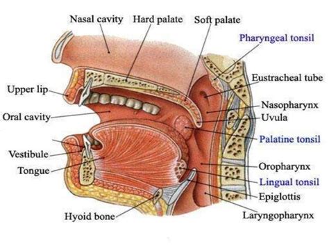 Anatomy And Physiology Of Speech Supralaryngeal System Diagram Quizlet