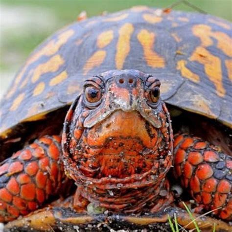 Thomas Turtle Youtube