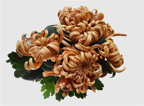 Mumm Vienna Copper Profresh