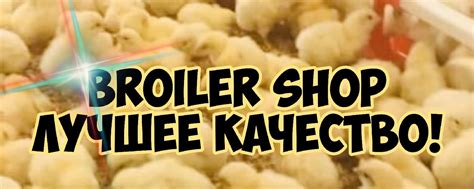 Broiler Shop Official Продажа бройлеров 2025 ВКонтакте