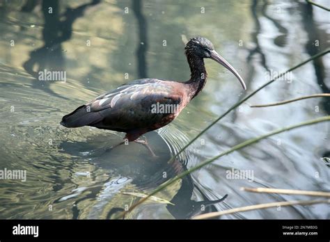 The Glossy Ibis Is A Large Long Legged Wading Bird With A Football Shaped Body And A Long