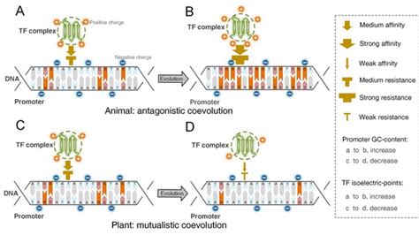 陈洛南组合作发现启动子和转录因子在动植物细胞中不同的共演化模式 中国科学院上海分院