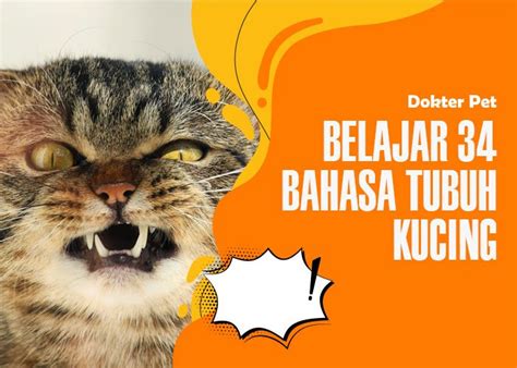 Jarang Yang Paham Ini Lho 12 Perbedaan Kucing Anggora Dan Persia