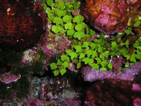 Halimeda Opuntia Wallis