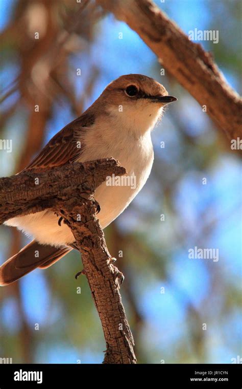 Bradornis Mariquensis Fotos Und Bildmaterial In Hoher Auflösung Alamy
