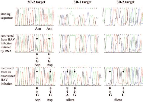 Population Sequencing Of Viral Genomes In The Target Regions Of Sirnas