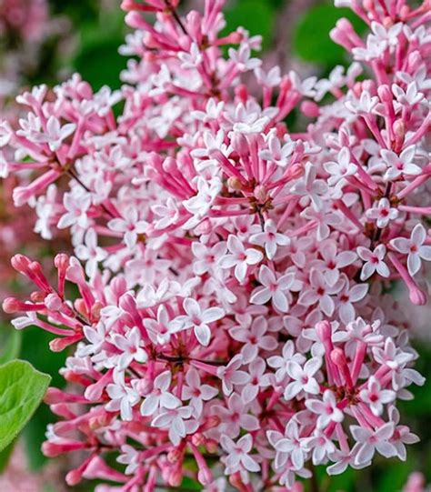 Liliac Pitic Josee Rasad De Liliac Plante La Ghiveci