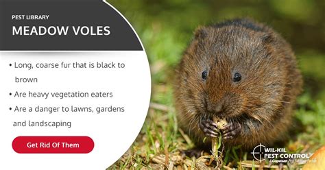 Meadow Vole Identification How To Get Rid Of Voles