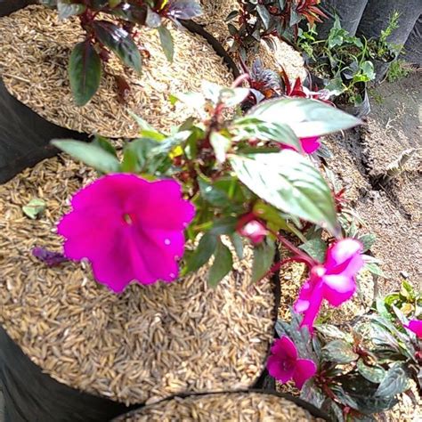 Jual Bunga Viola Pacar Bali Minim Order 4 Pohon Shopee Indonesia