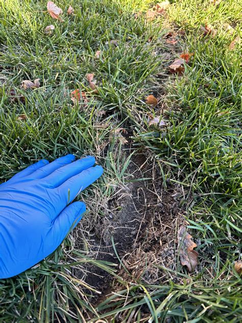 Voles Northern Utah And Salt Lake Valley Daniels Wildlife And Pest Control