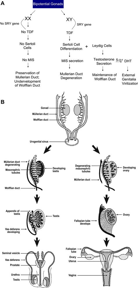 Ambiguous Genitalia In The Newborn An Overview And Teaching Tool