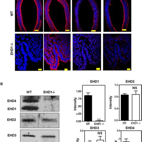Ehd Protein Expression During Mouse Embryonic Development Expression