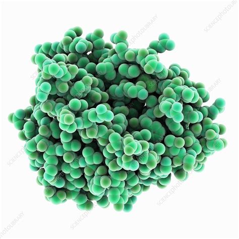 Pancreatic Elastase Enzyme Stock Image C0266023 Science Photo