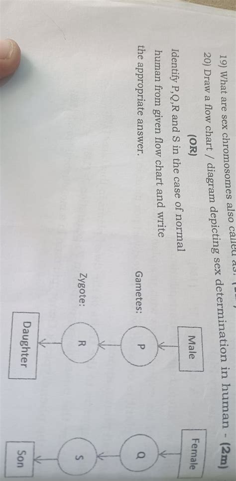 19 What Are Sex Chromosomes Also Called As20 Draw A Flow Chart Diag