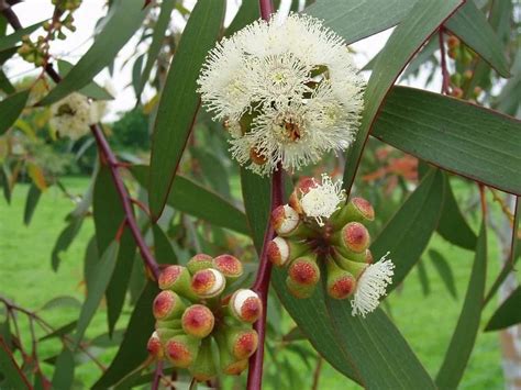 Eucalyptus Clone Plants At ₹ 8piece Gum Tree In Hyderabad Id