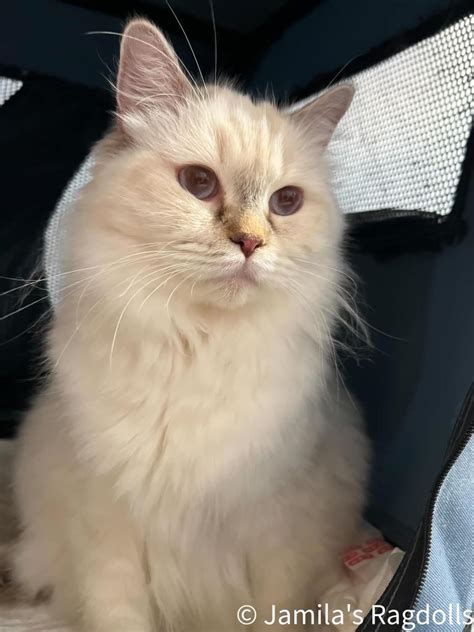 Our Ragdoll Cat Queens Jamilas Ragdolls