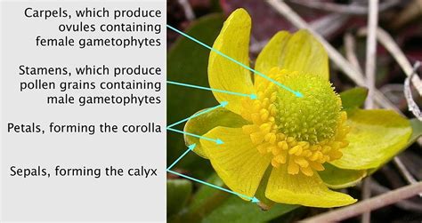 単性花と両性花の違い生き物