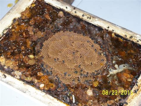 Stingless Native Hive Split And Experimental Honey Supers Stingless Native Hive Split And Experimental Honey Supers