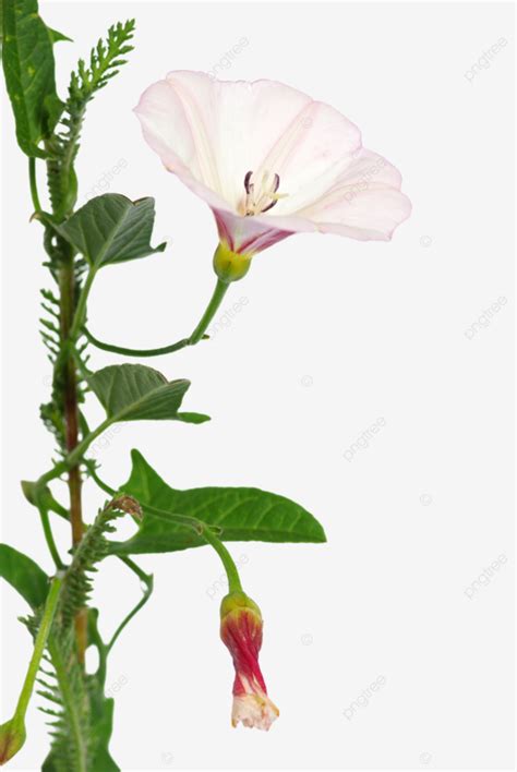 Flowers Flora Spring Synthesis Decoration Spring Horticultural PNG Transparent Image And