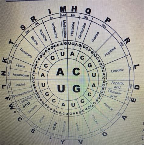 Solved The Images Below Are DNA Sequence In Reading Chegg