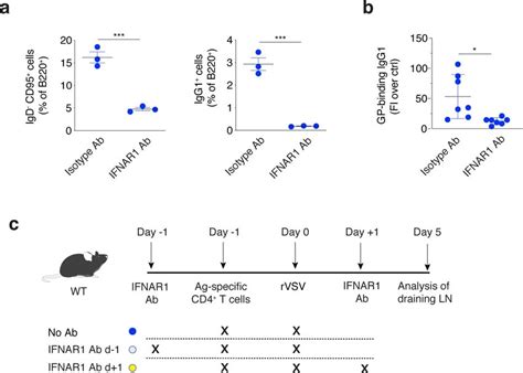 Early Type I Ifn Signalling Promotes Germinal Centre B Cells And Download Scientific Diagram