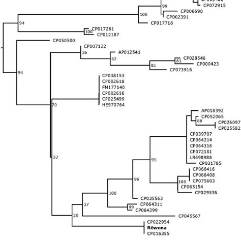 Maximum Likelihood Tree Based On The Concatenated Mlst Sequences Of Download Scientific Diagram