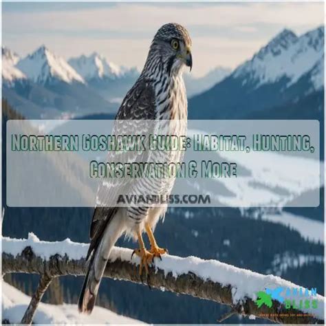 Northern Goshawk Guide Habitat Hunting Conservation And More