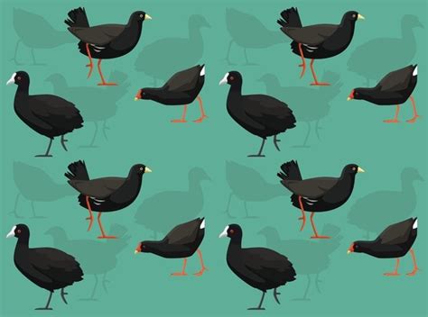 Australian Coot Over 8 Royalty Free Licensable Stock Vectors And Vector Art Shutterstock