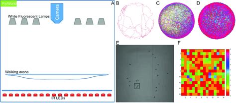 Tracking And Behavior Classification Of Flies With Flyworld And