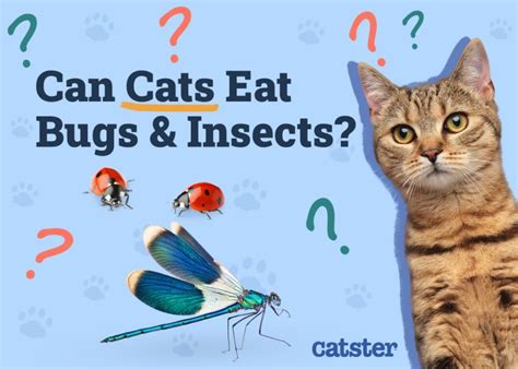 Can Cats Eat Bugs And Insects Vet Approved Health And Safety Facts Catster