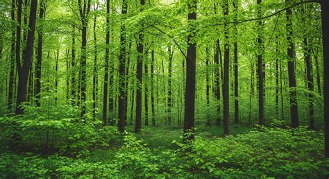 Nature Background Nature Wallpaper Lush Green Forest With Tall Trees