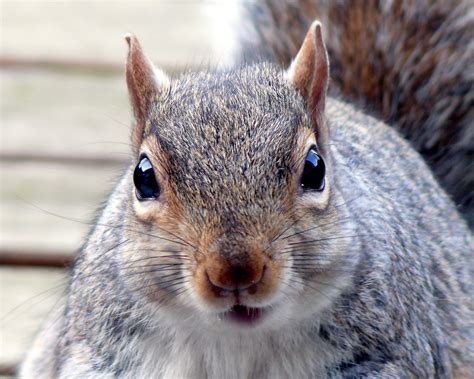 Squirrel Face Looking Directly At Me Andrew Mills Flickr