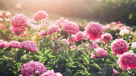 Deadheading Peonies Expert Tips To Complete This Task